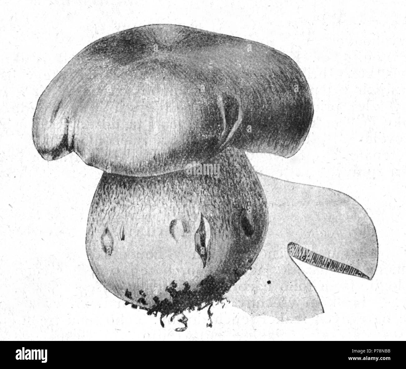 Kucera hi-res stock photography and images - Alamy