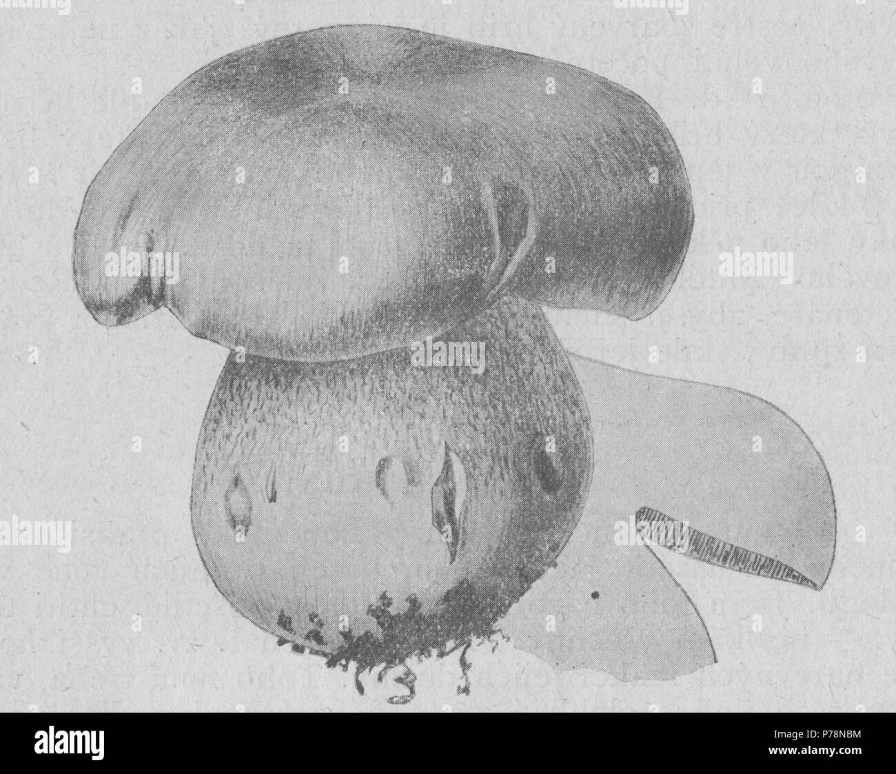 Regius Black and White Stock Photos & Images - Alamy