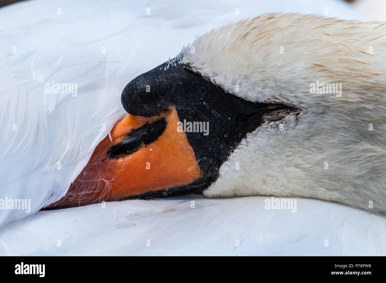Photo of a mute swan hi-res stock photography and images - Alamy