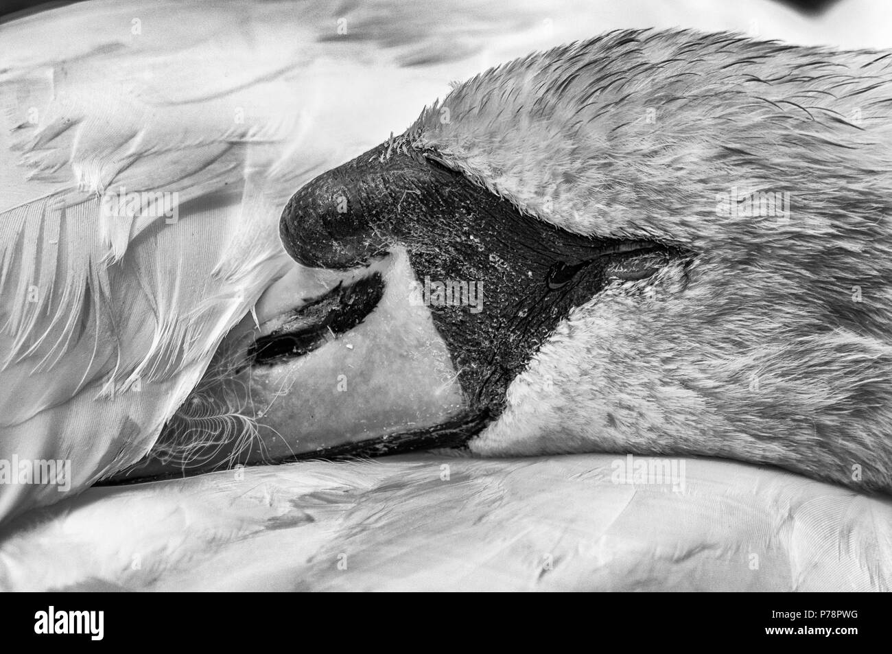 Swan Sleeping Stock Photos & Swan Sleeping Stock Images - Alamy