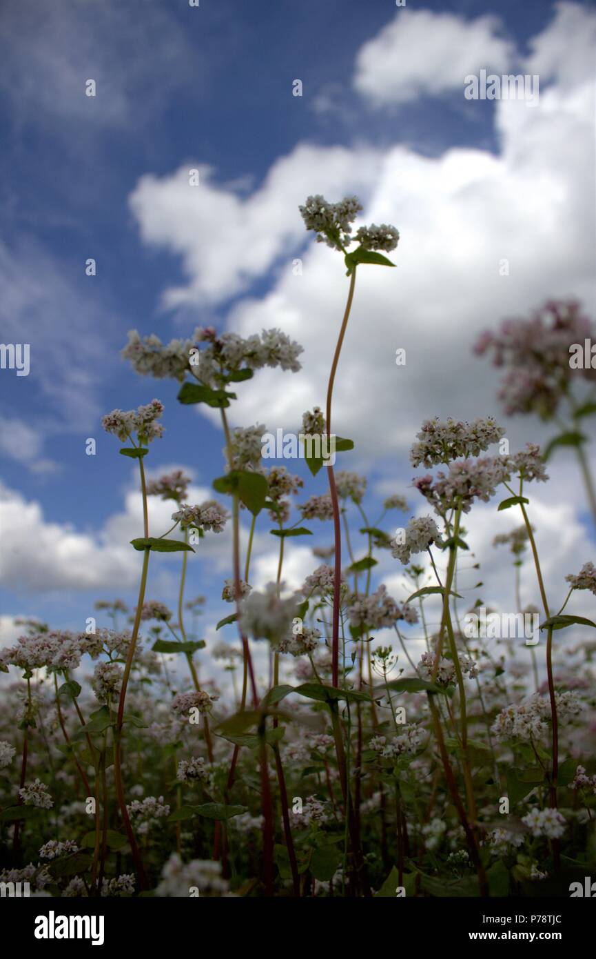 The flowering of buckwheat hi-res stock photography and images - Alamy