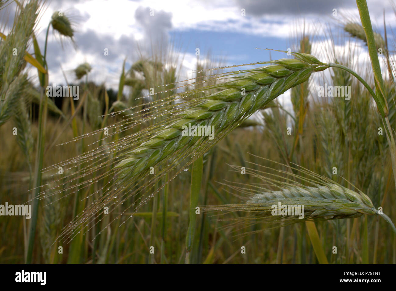 Wheat head hi-res stock photography and images - Alamy