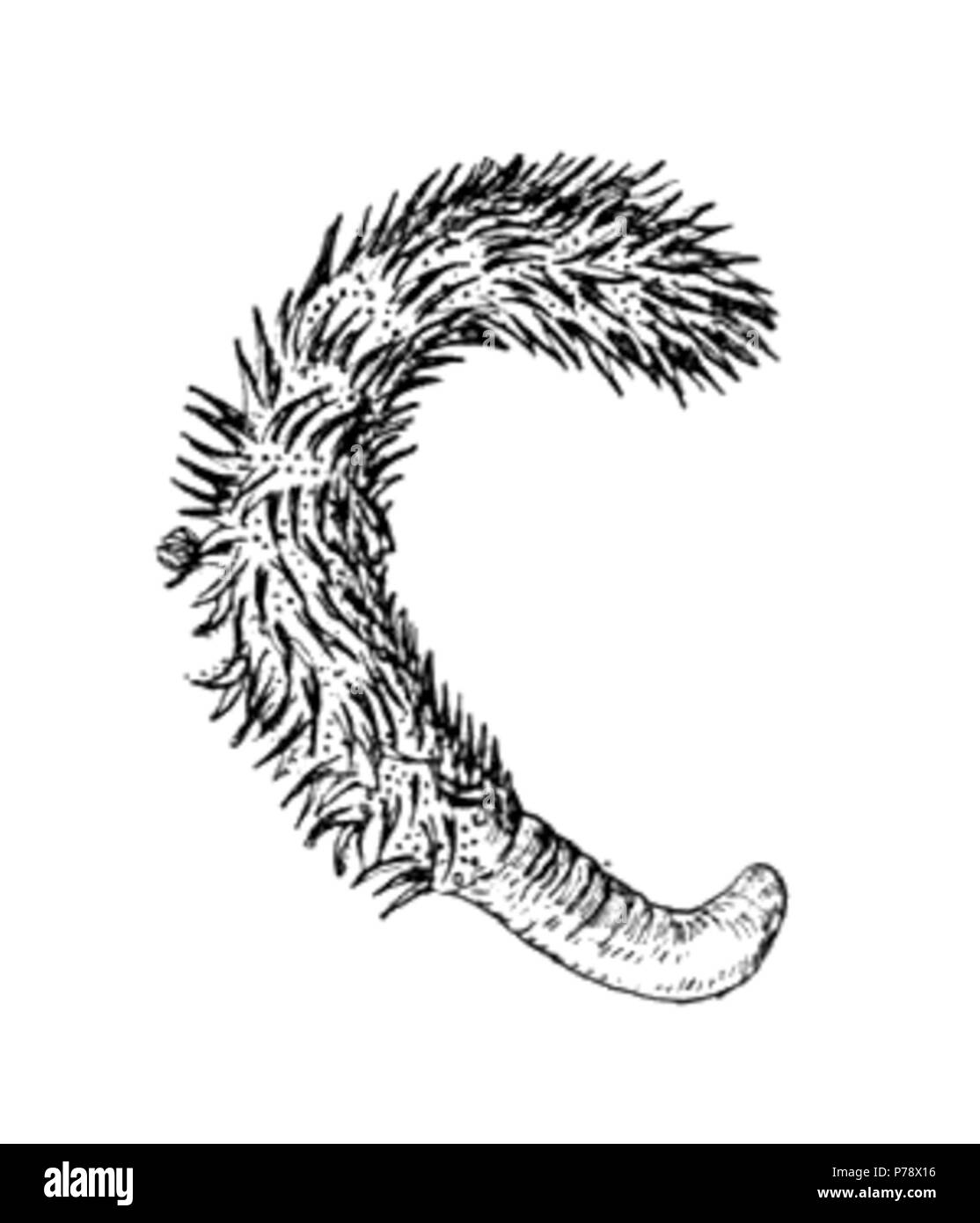 Echinatum hi-res stock photography and images - Alamy