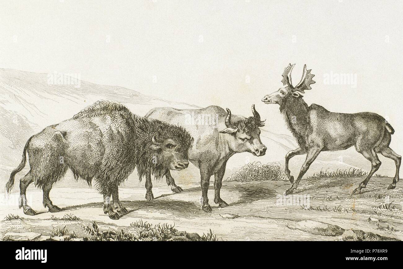 Extinct animals. Auroch and moose. Engraving Stock Photo - Alamy