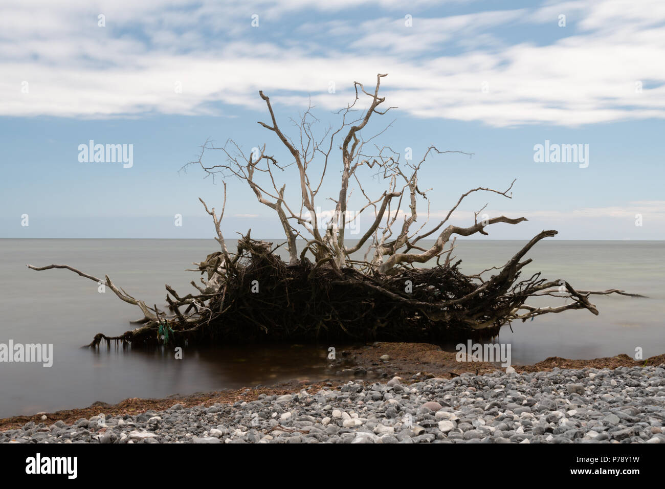 A dead tree at the baltic sea - Denmark Stock Photo - Alamy