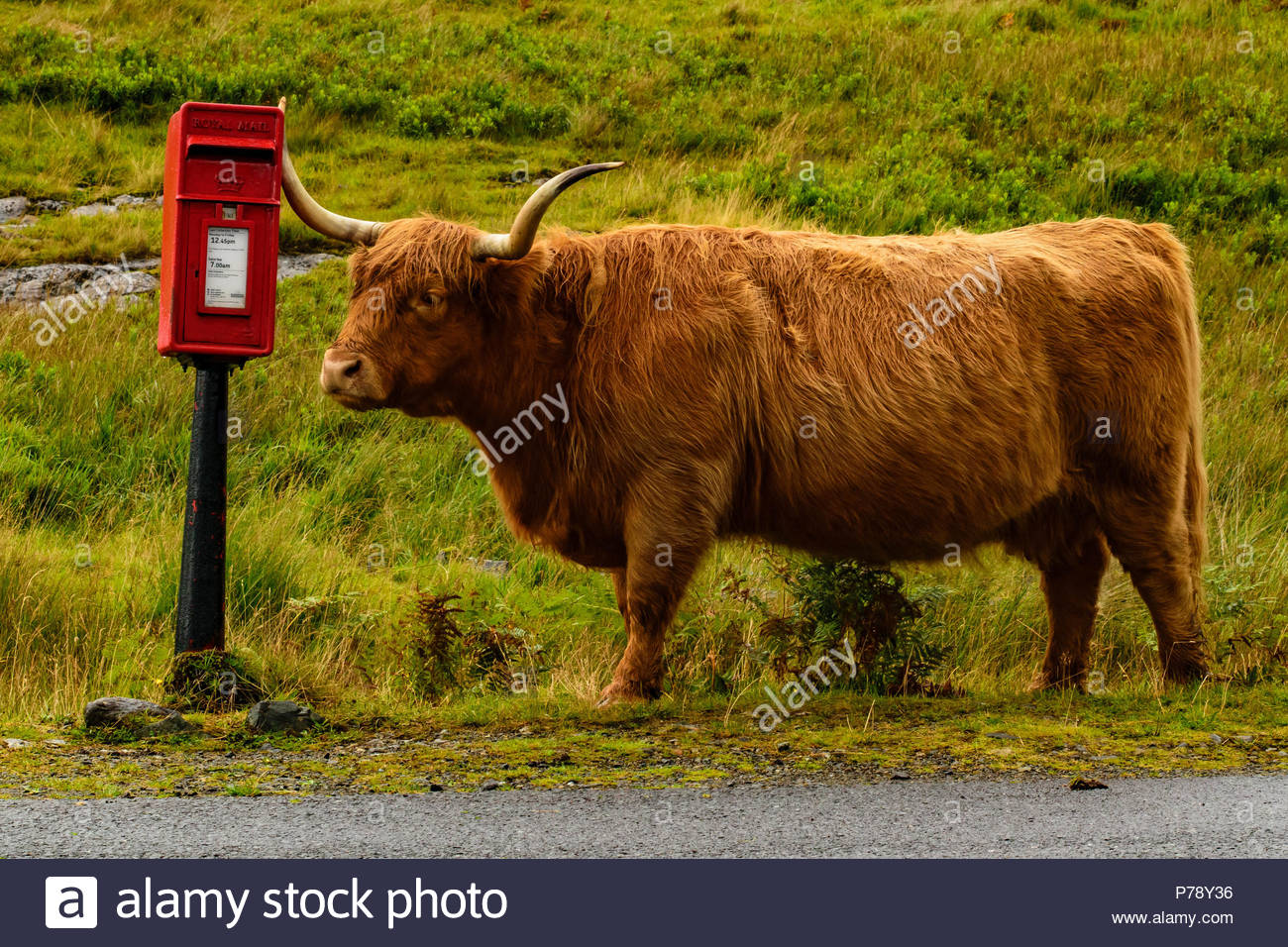 Cow Mailbox High Resolution Stock Photography and Images - Alamy