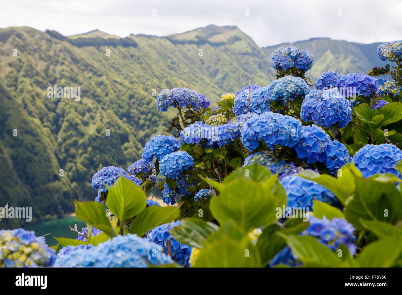 Blue hydrangea blooming by Lagoa das Sete Cidades, twin lakes in Sao ...