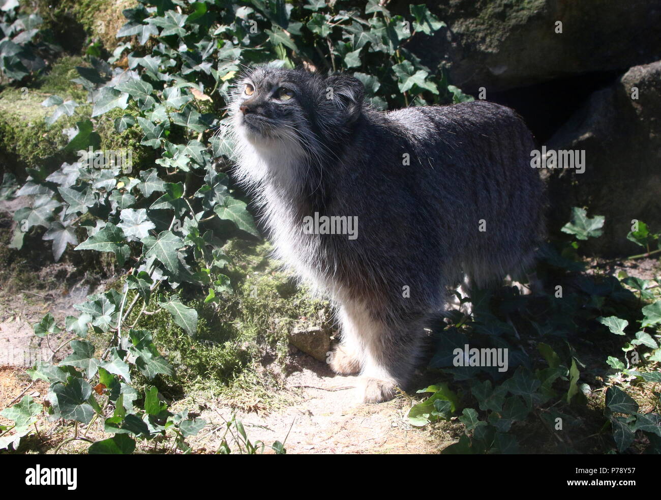 Central Asian Pallas's cat or manul cat (Otocolobus manul, Felis manul ...