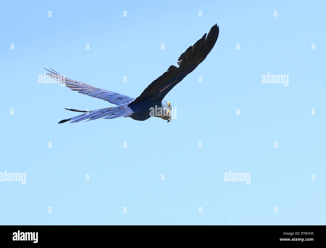 South American Hyacinth Macaw (Anodorhynchus hyacinthinus) in flight ...