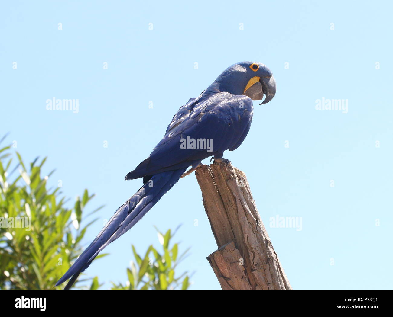 South American Hyacinth Macaw (Anodorhynchus hyacinthinus). in closeup ...