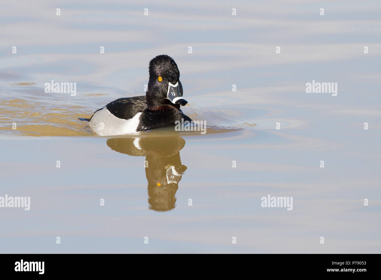 Ring neck drake hi-res stock photography and images - Alamy