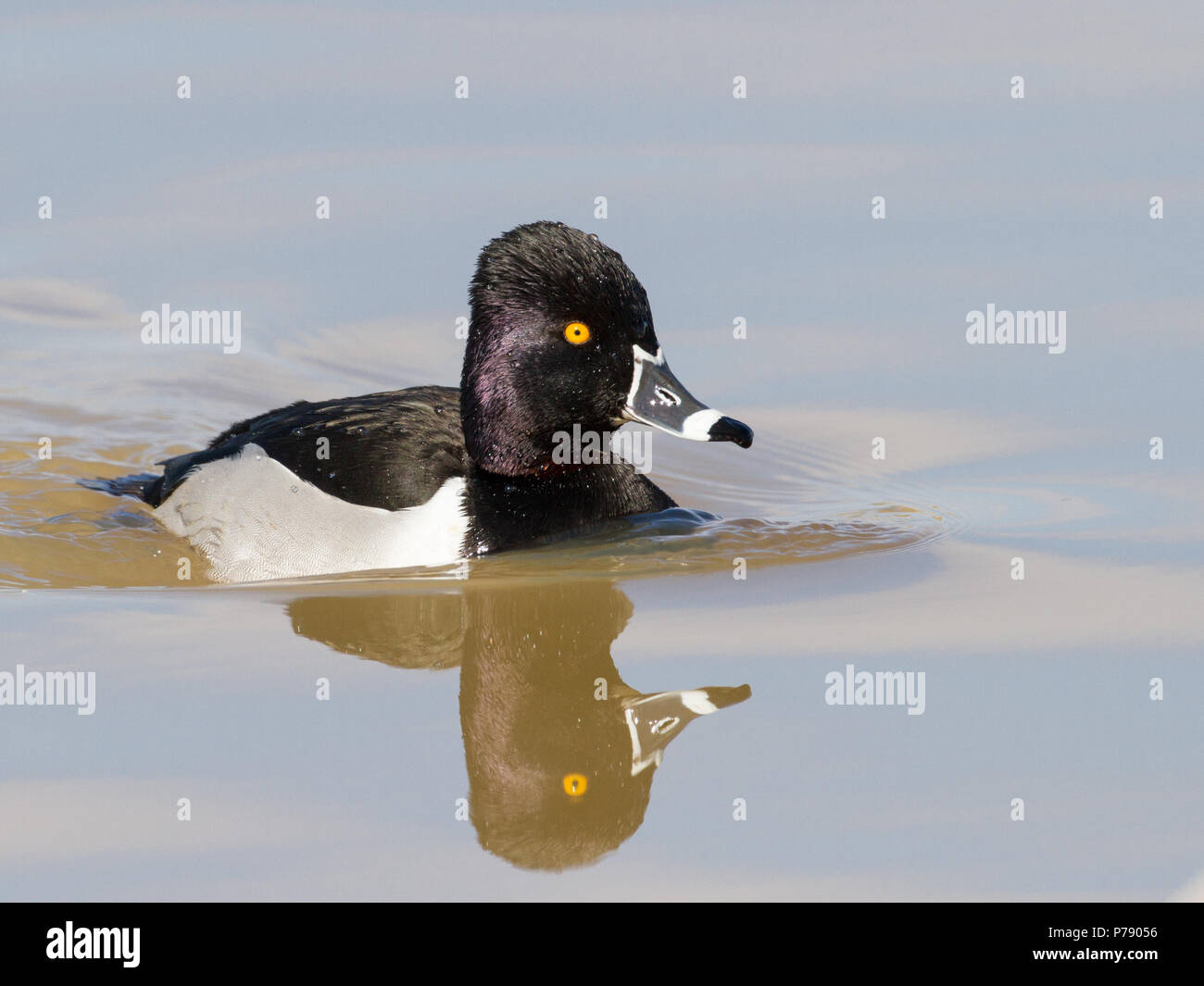 Ring necked duck male hi-res stock photography and images - Alamy