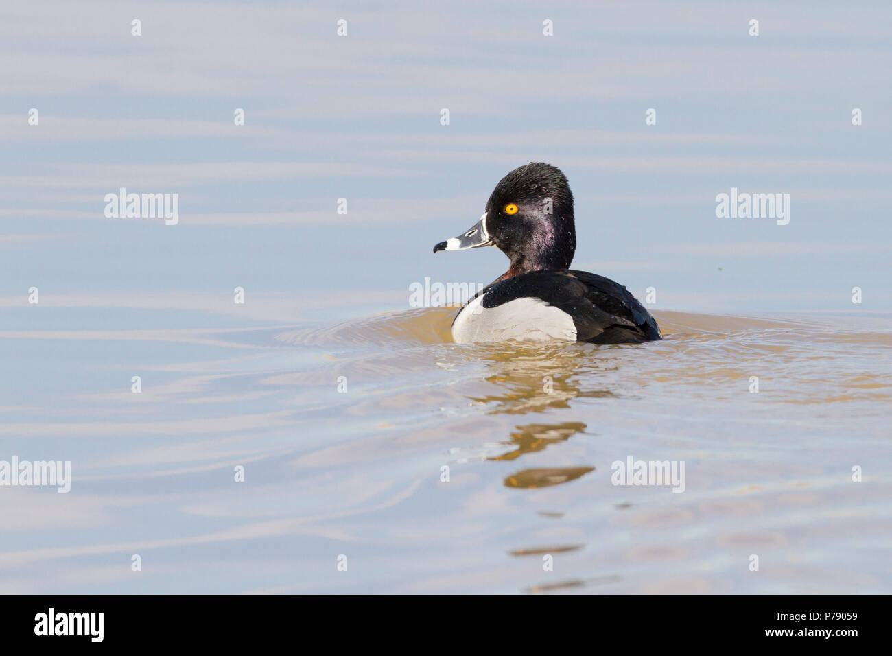 A drake ring-necked duck on water Stock Photo - Alamy