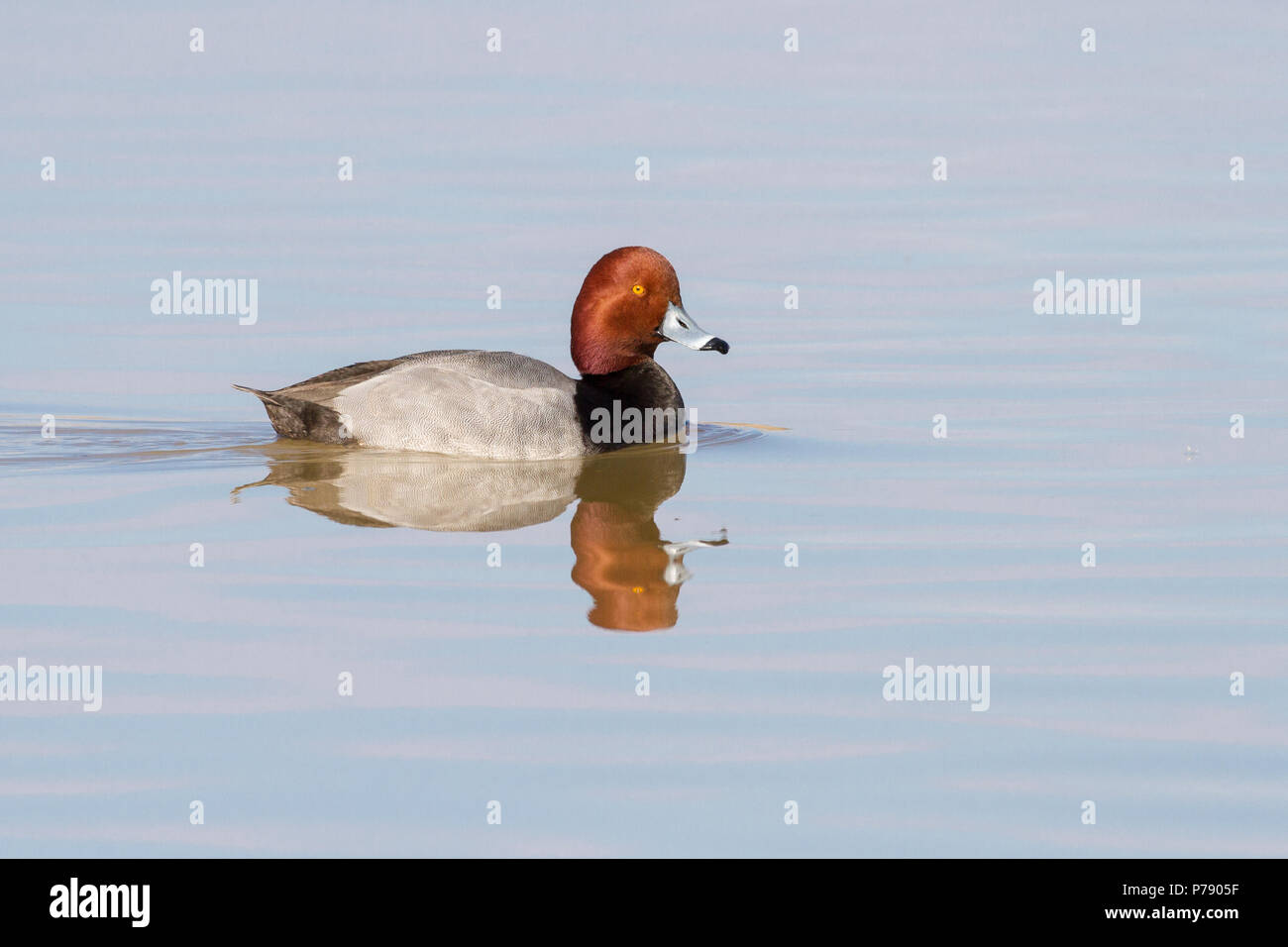 Male redhead duck hi-res stock photography and images - Alamy