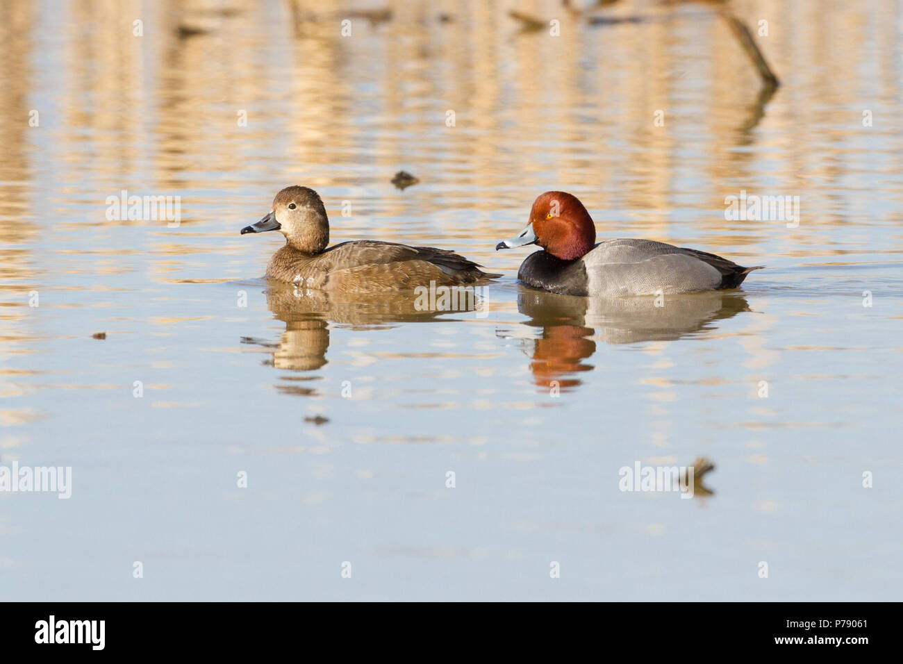 Redhead duck pair hi-res stock photography and images - Alamy