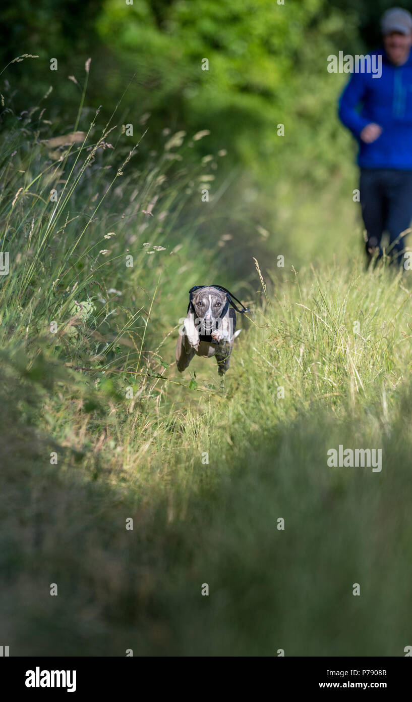 Dog racing track uk hi-res stock photography and images - Alamy