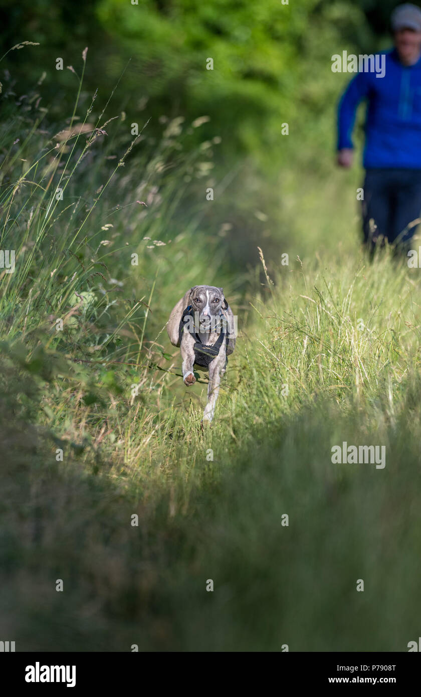 Dog racing track uk hi-res stock photography and images - Alamy