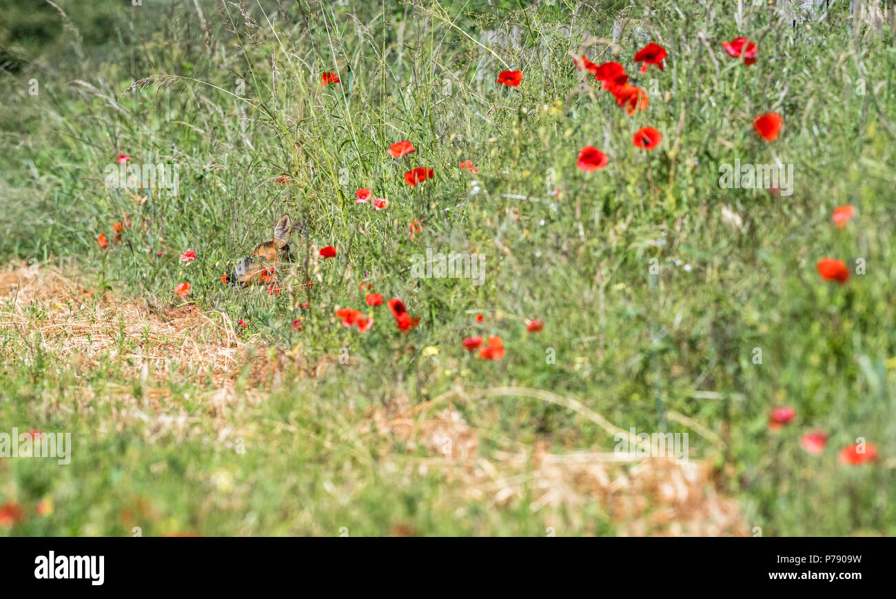 Female roe deer hi-res stock photography and images - Alamy