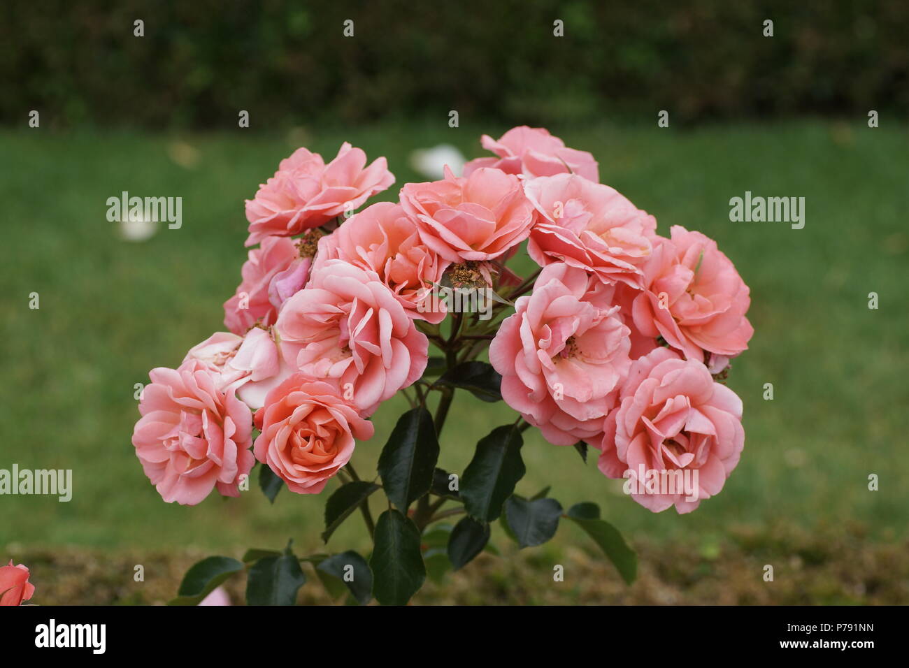 Fascination hi-res stock photography and images - Alamy