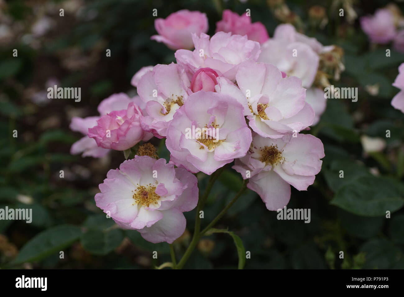 Escapade hi-res stock photography and images - Alamy