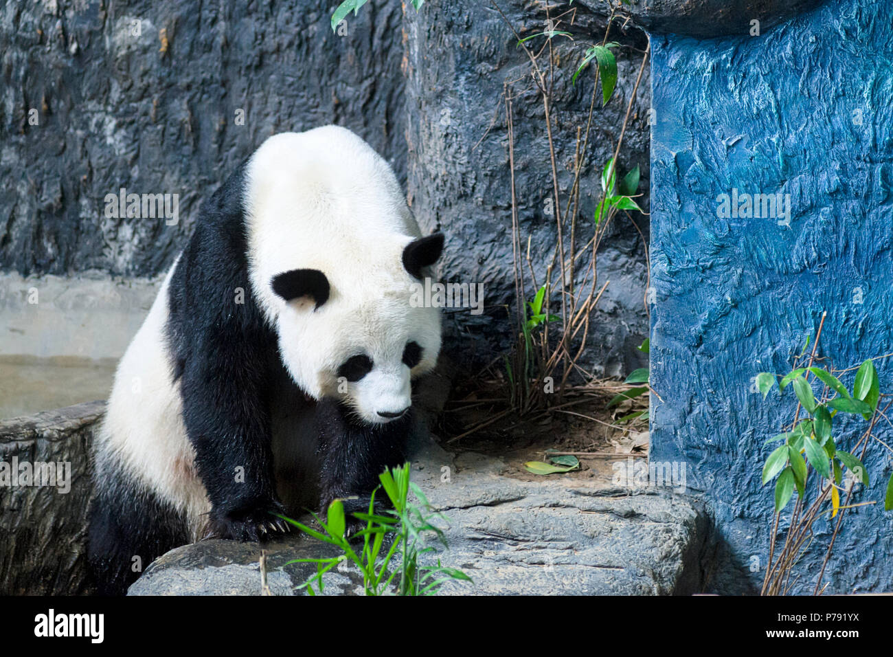 Chiang Mai, Thailand, Giant pandas Lin Hui and Chuang Chuang arrived at ...