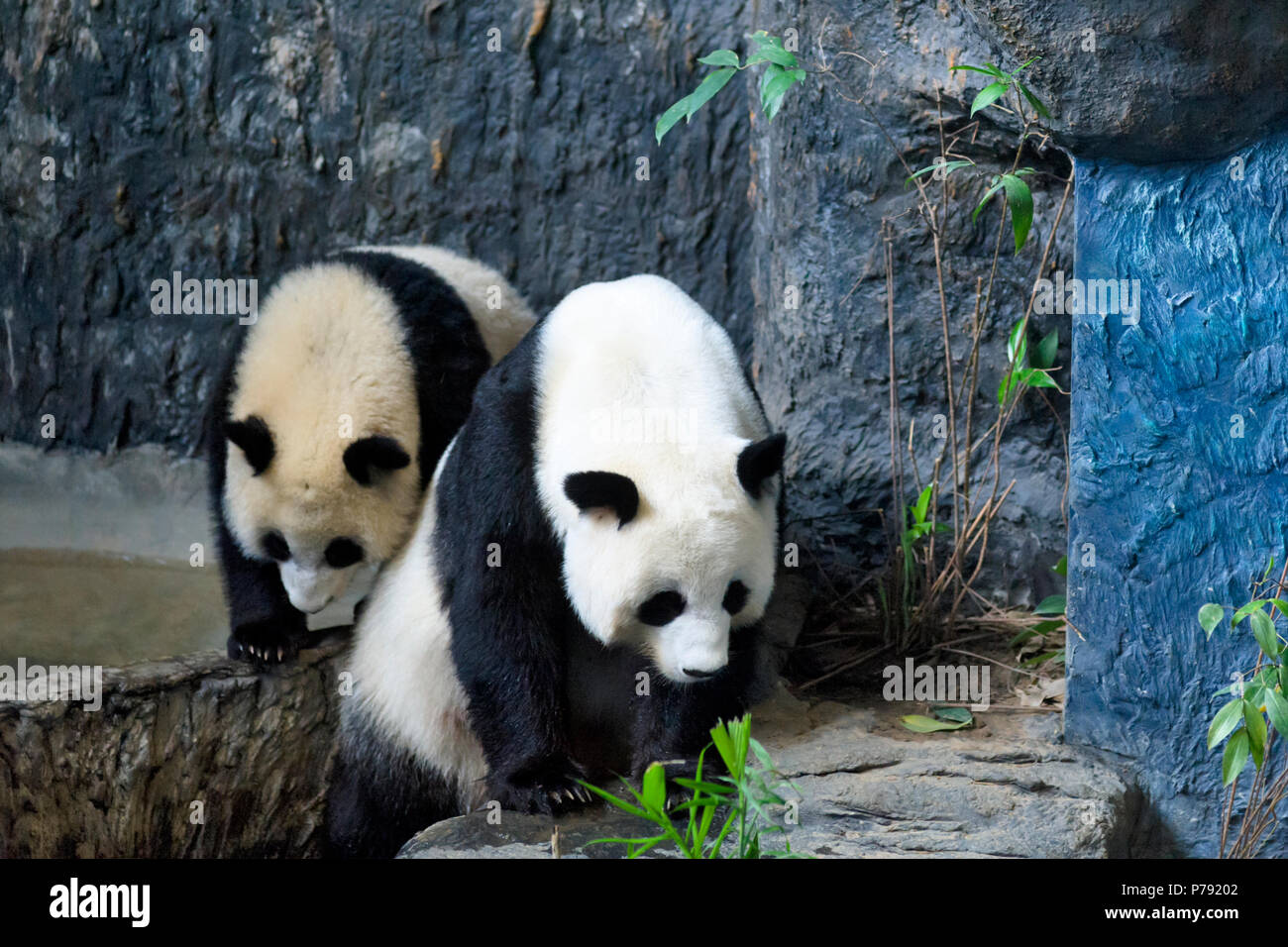 Chiang Mai, Thailand, Giant pandas Lin Hui and Chuang Chuang arrived at ...