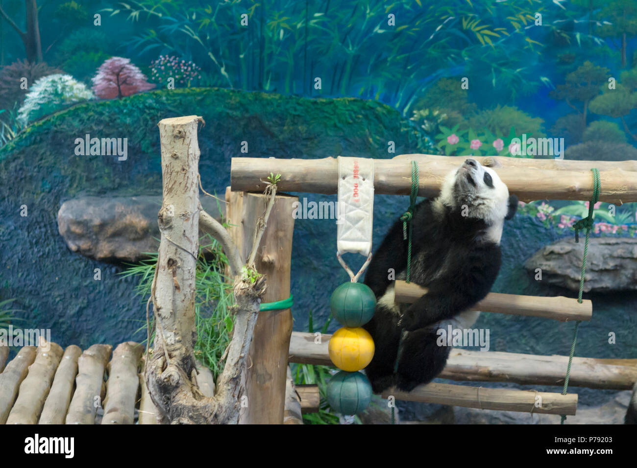 Chiang Mai, Thailand, Giant pandas Lin Hui and Chuang Chuang arrived at ...