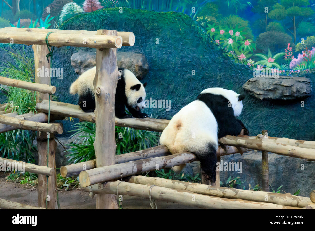 Grass habitat thailand hi-res stock photography and images - Alamy