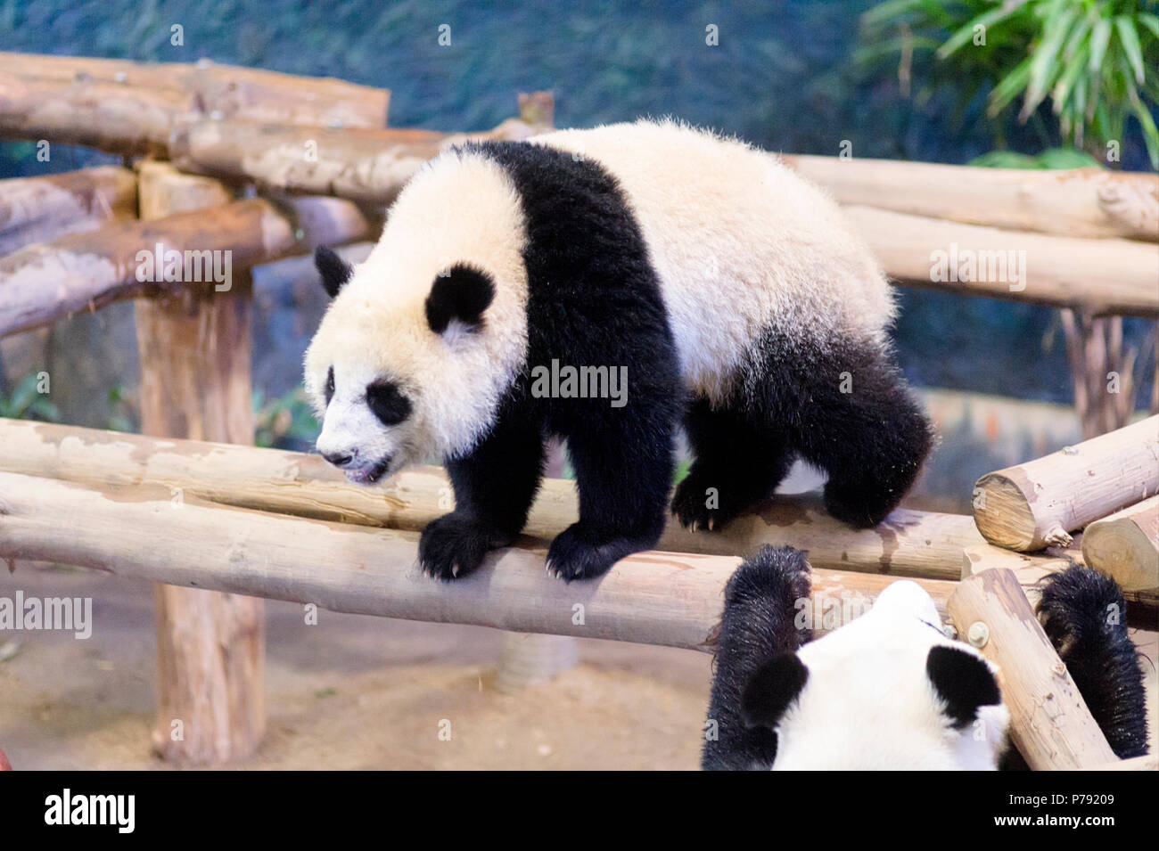 Chiang Mai, Thailand, Giant pandas Lin Hui and Chuang Chuang arrived at ...
