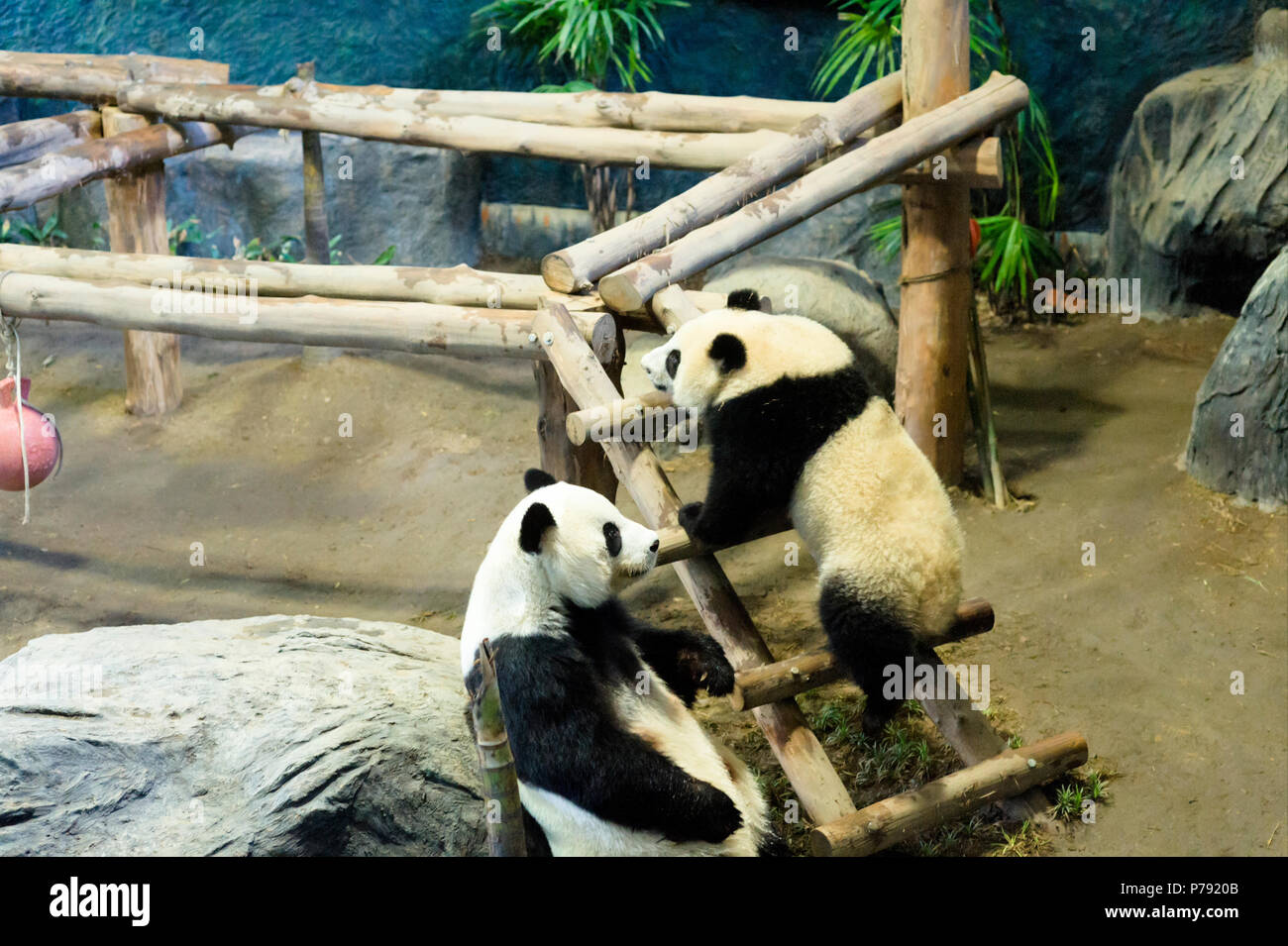 Chiang Mai, Thailand, Giant pandas Lin Hui and Chuang Chuang arrived at ...