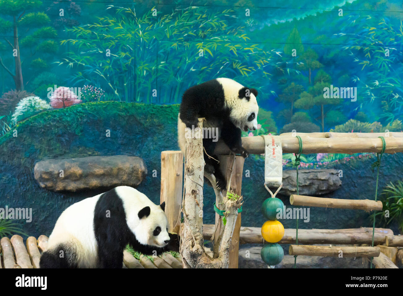Chiang Mai, Thailand, Giant pandas Lin Hui and Chuang Chuang arrived at ...