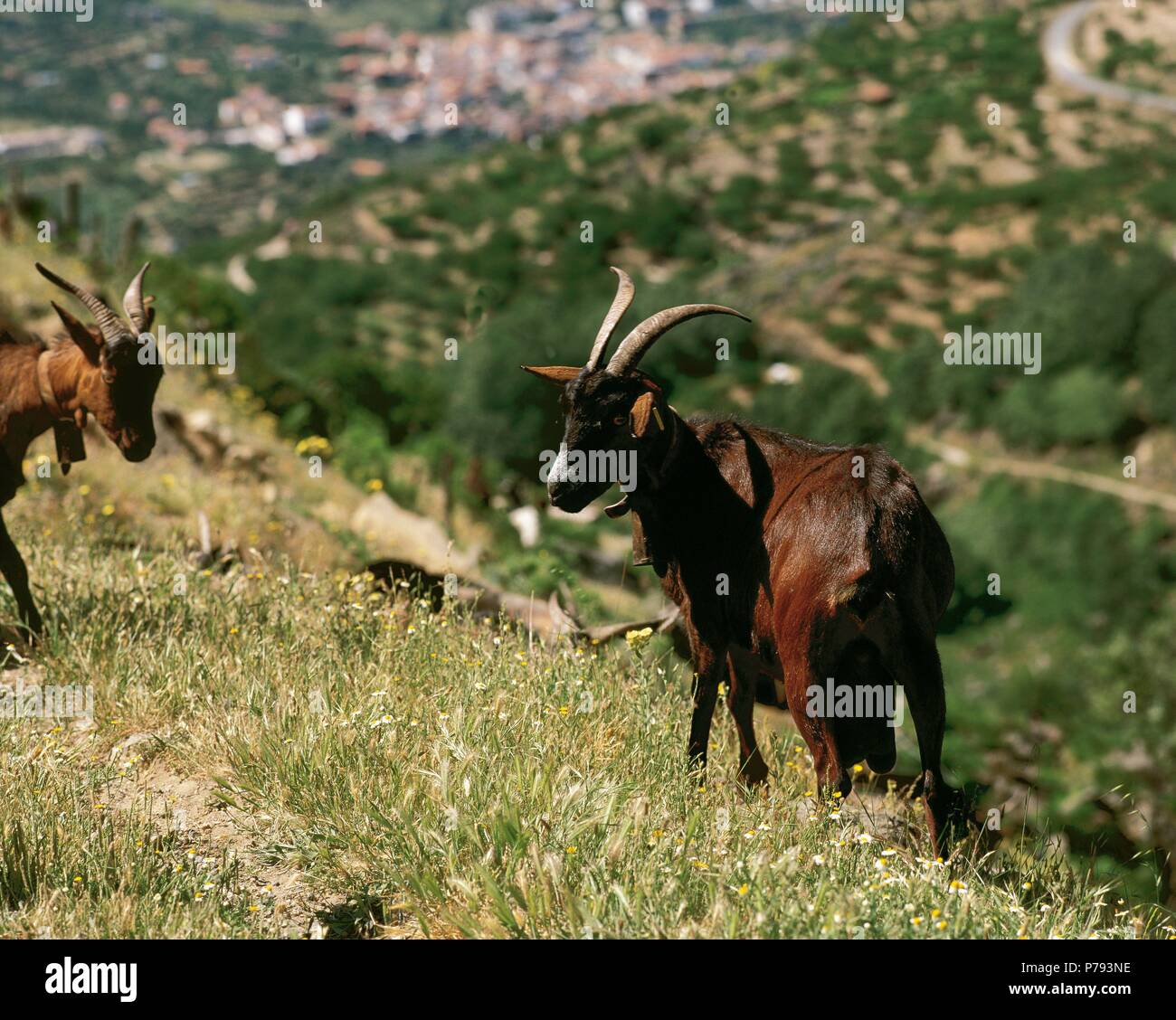 CABRA (Capra hircus). Mamífero artiodáctilo rumiante doméstico de la ...