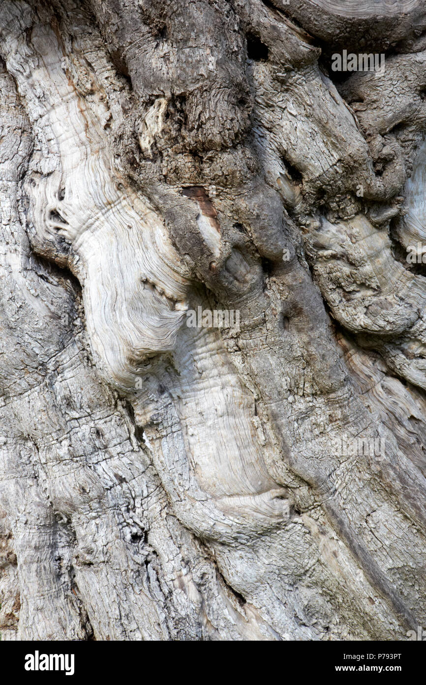 Trank of the tree Stock Photo - Alamy
