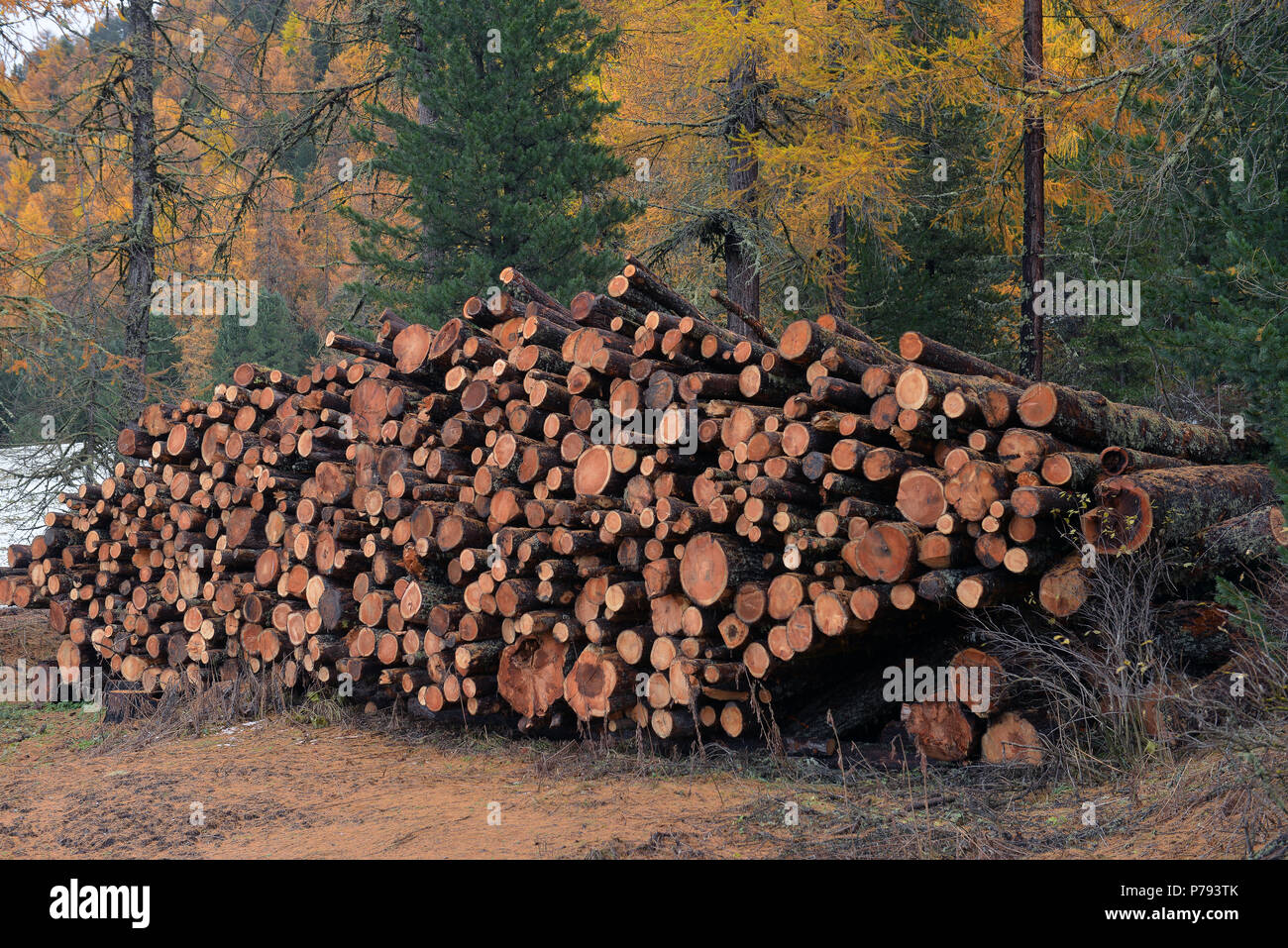 Larch tree logs hi-res stock photography and images - Alamy