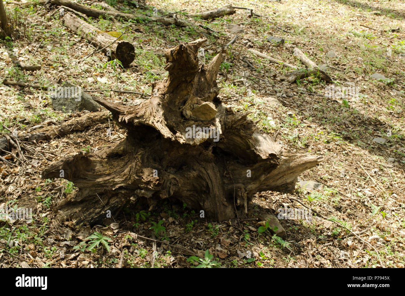 A Tree Stump in the Middle of A Hiking Trail Stock Photo - Alamy