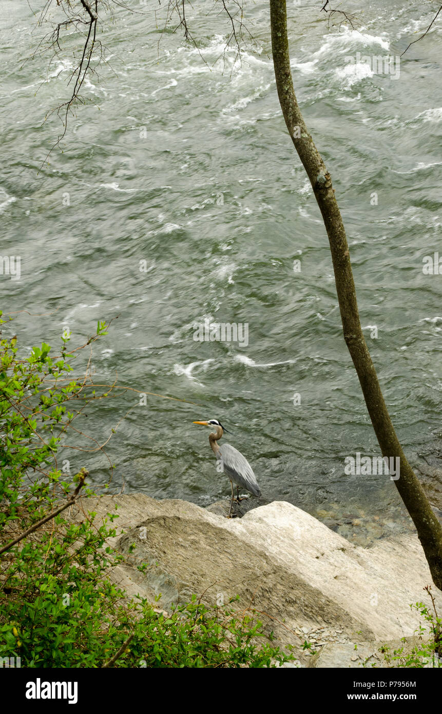 Heron On A Riverbank In Harper`s Ferry. Bird, river Stock Photo - Alamy