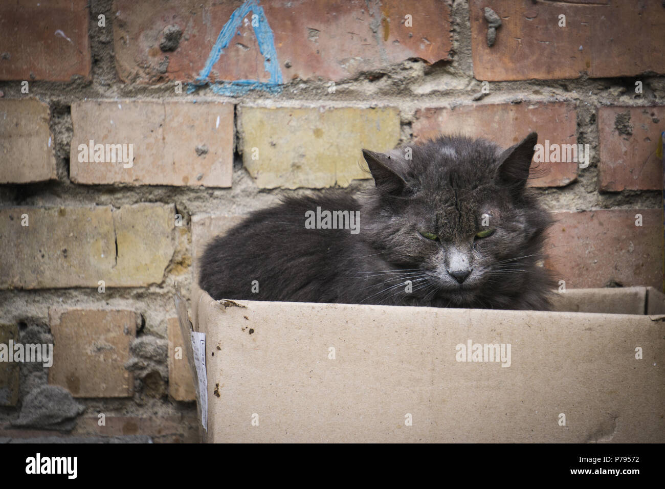 cute gray homeless cat at cardboard paper box. close-up shot. animal ...