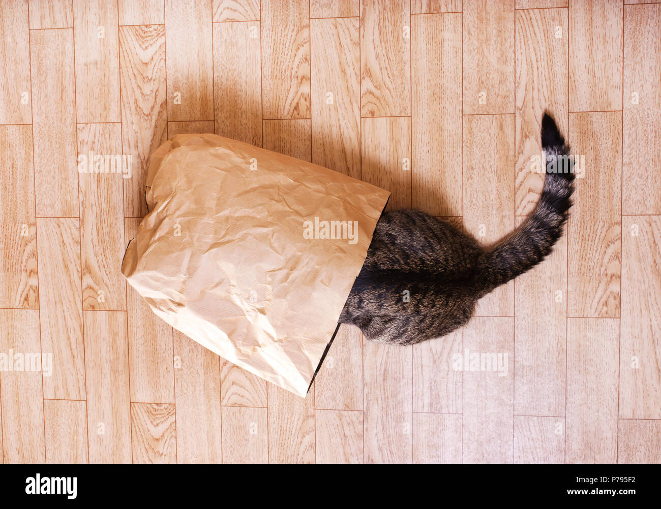 Cat from above, paper hi-res stock photography and images - Alamy