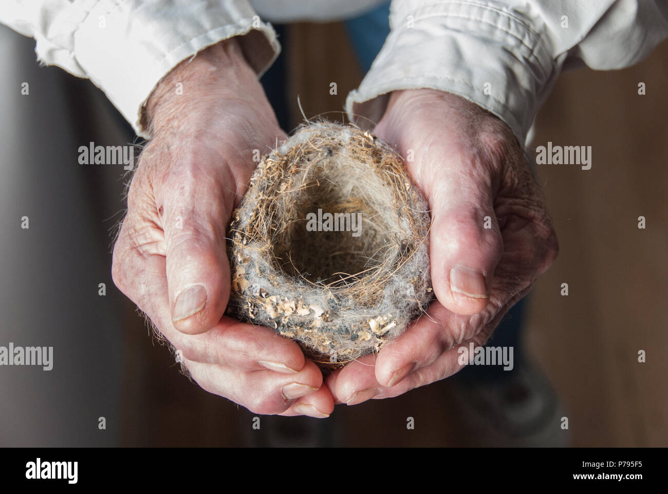 Empty nest syndrome hi-res stock photography and images - Alamy