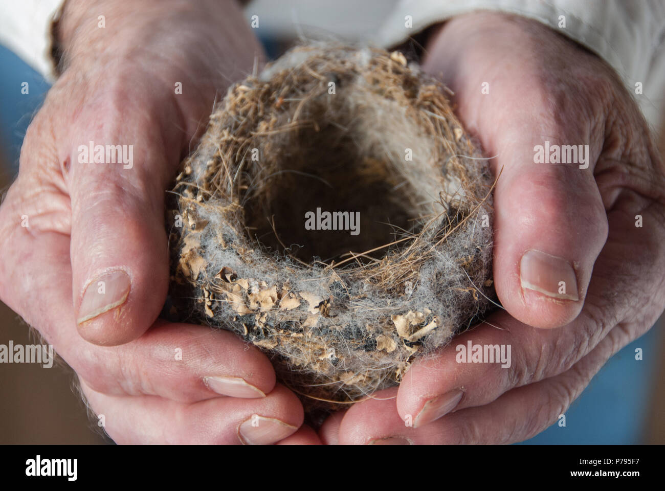 Empty nest syndrome hi-res stock photography and images - Alamy