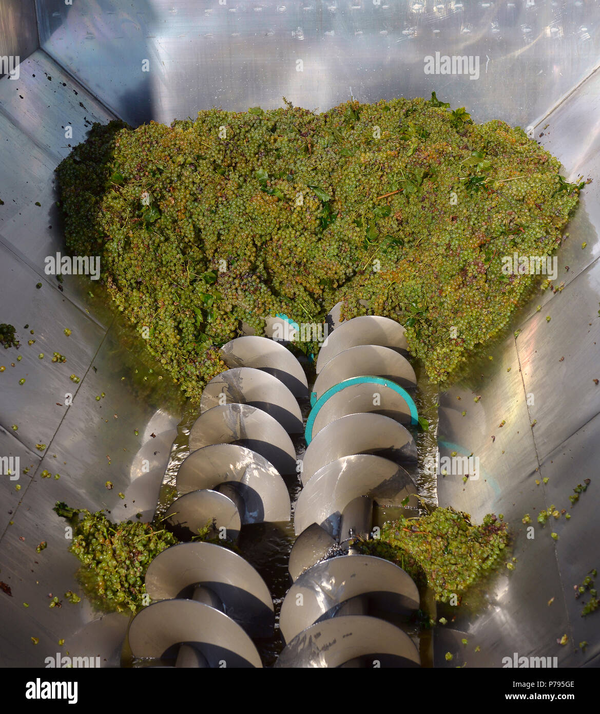 pressure grapes at the winery Stock Photo - Alamy
