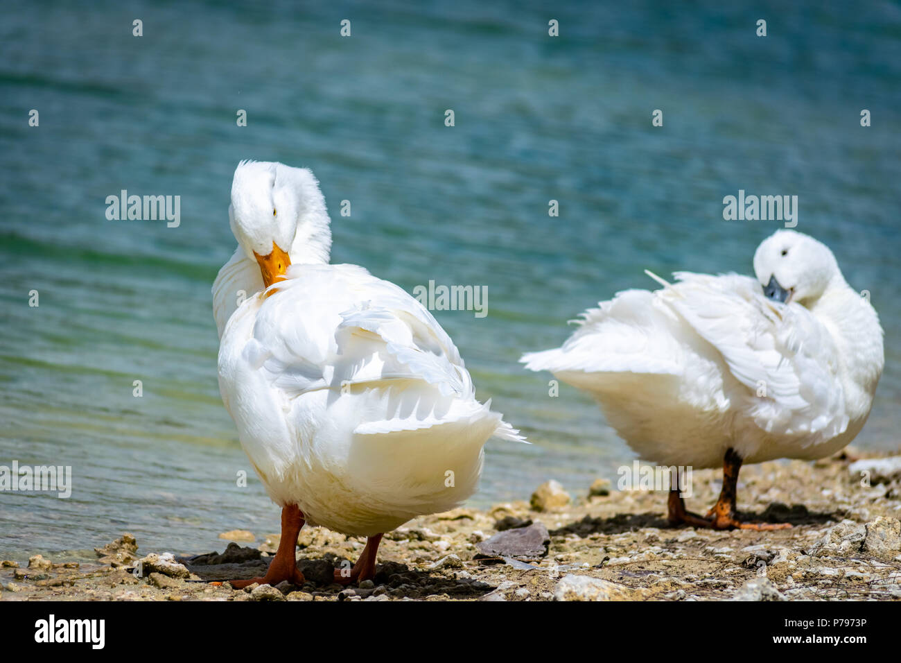 Pekin duck with open beak hi-res stock photography and images - Alamy