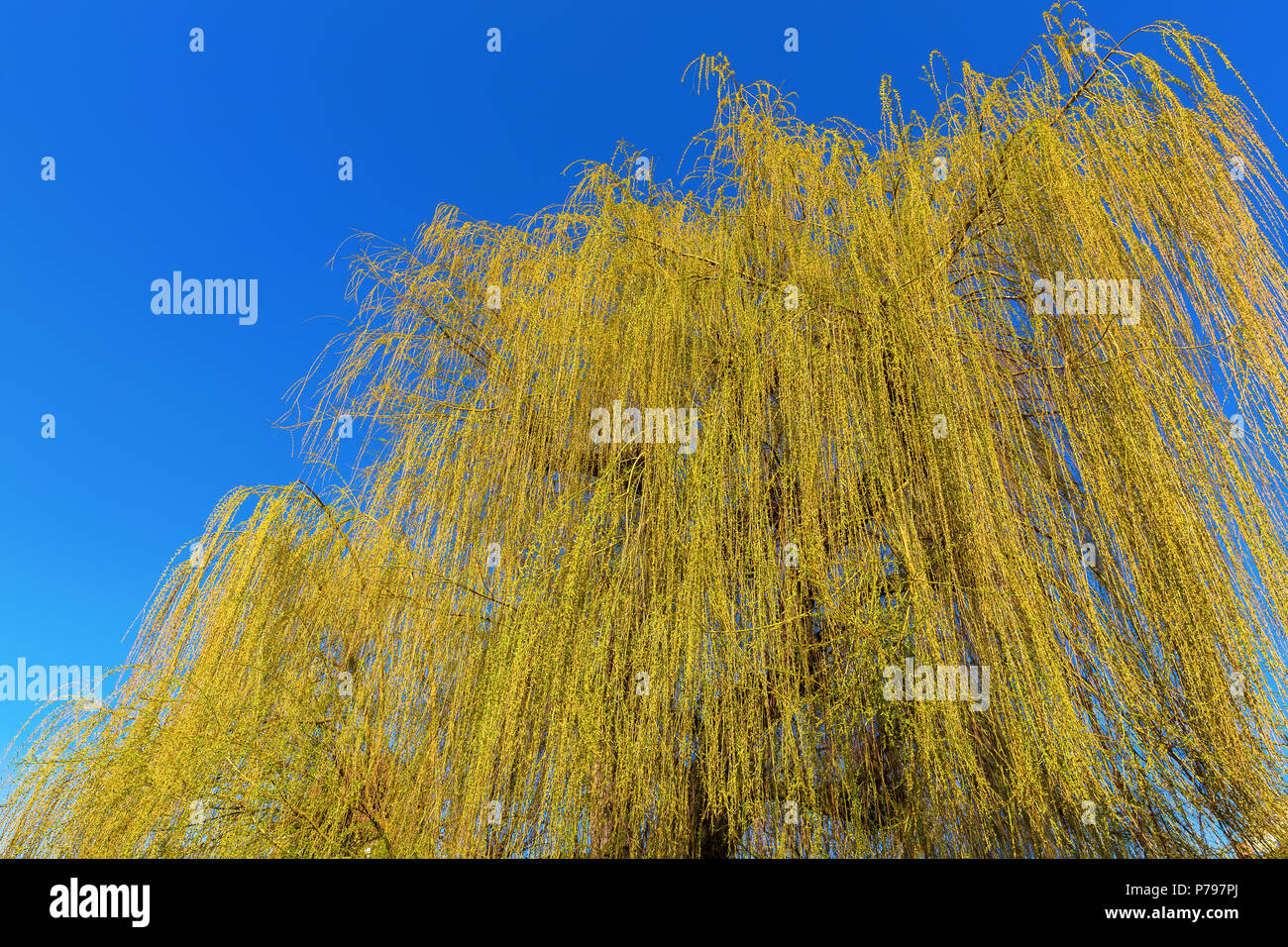 Willow tree in early spring hi-res stock photography and images - Alamy