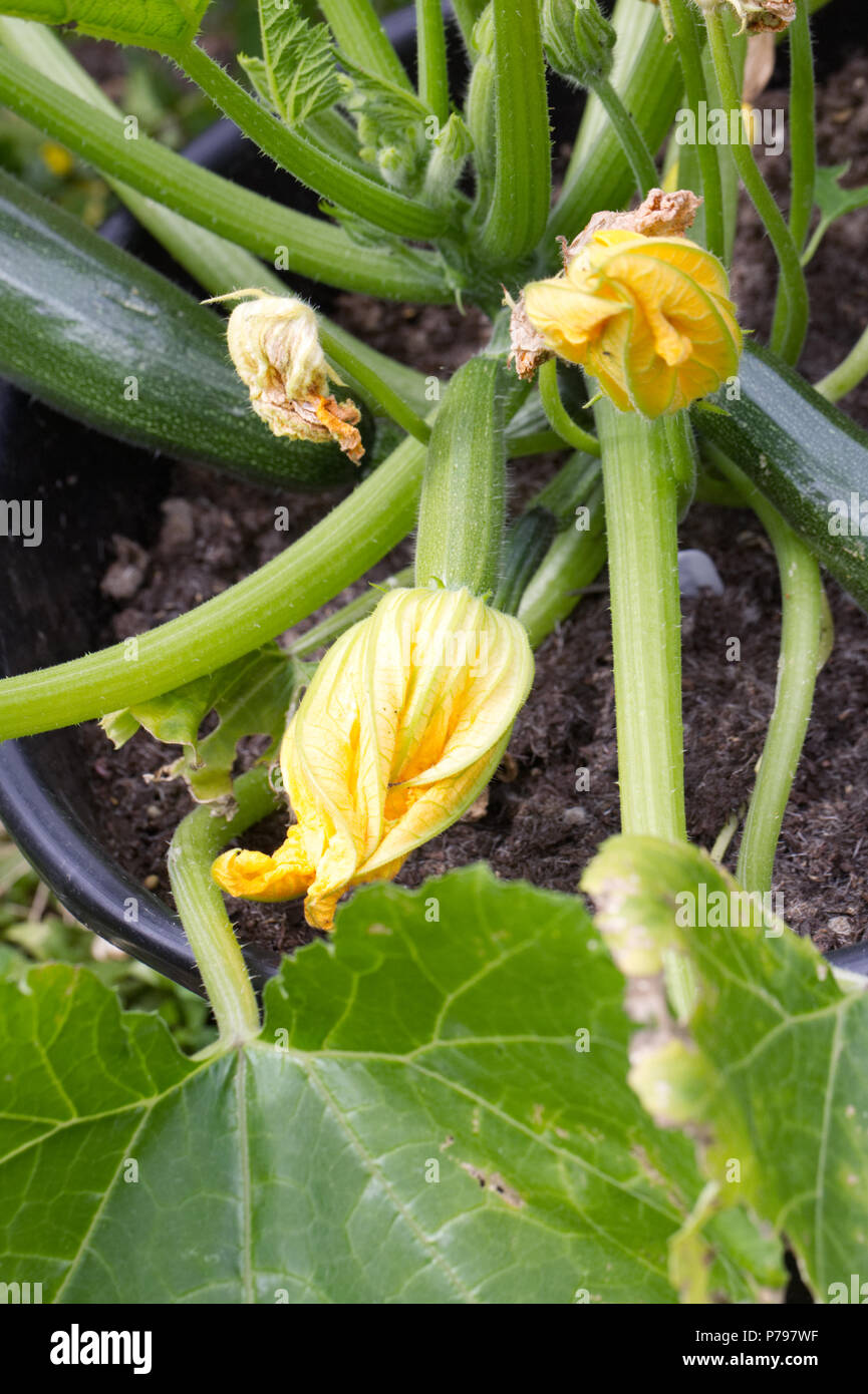 Courgette container growing hi-res stock photography and images - Alamy