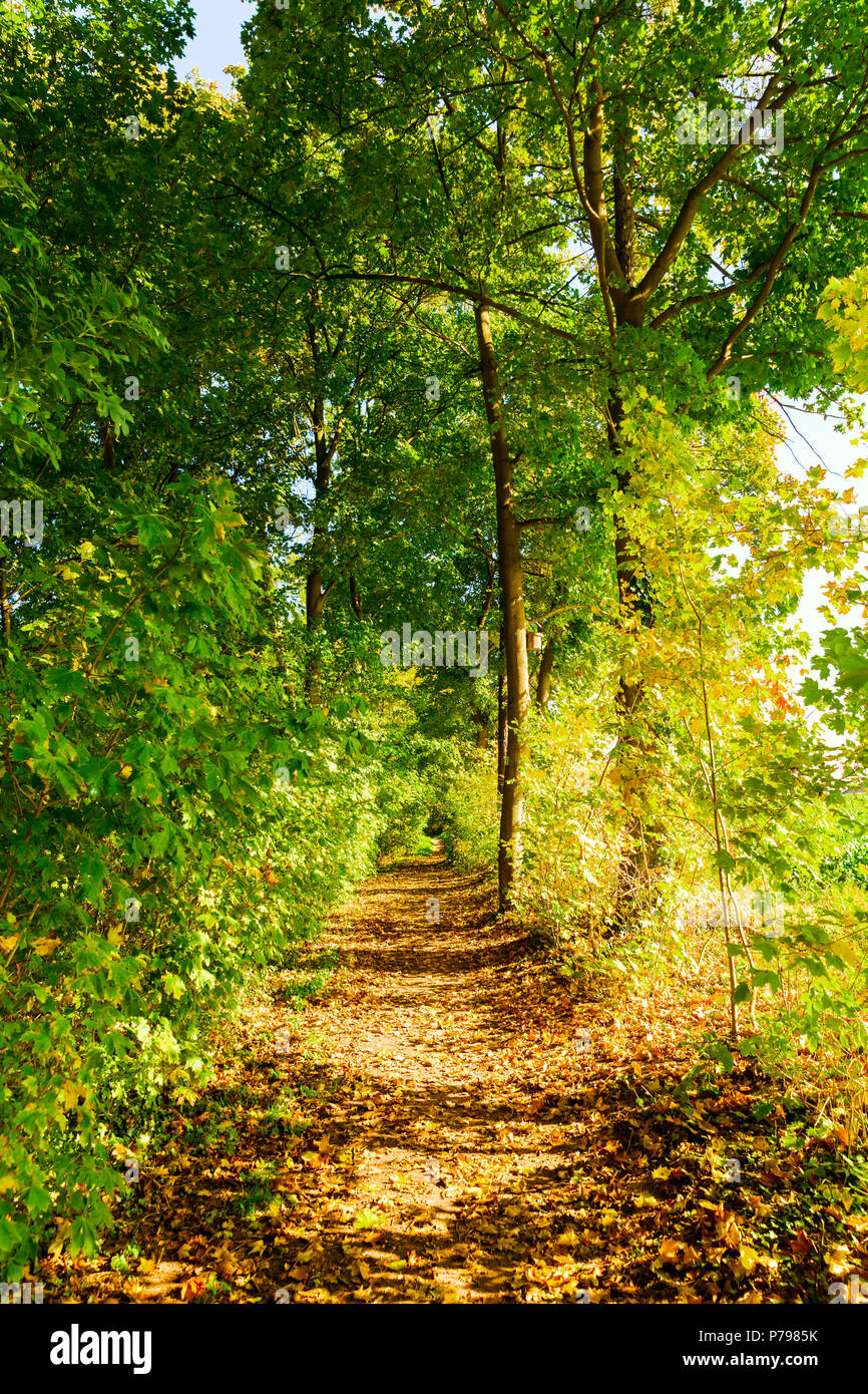 picture of a forest path with autumnal colored trees Stock Photo - Alamy