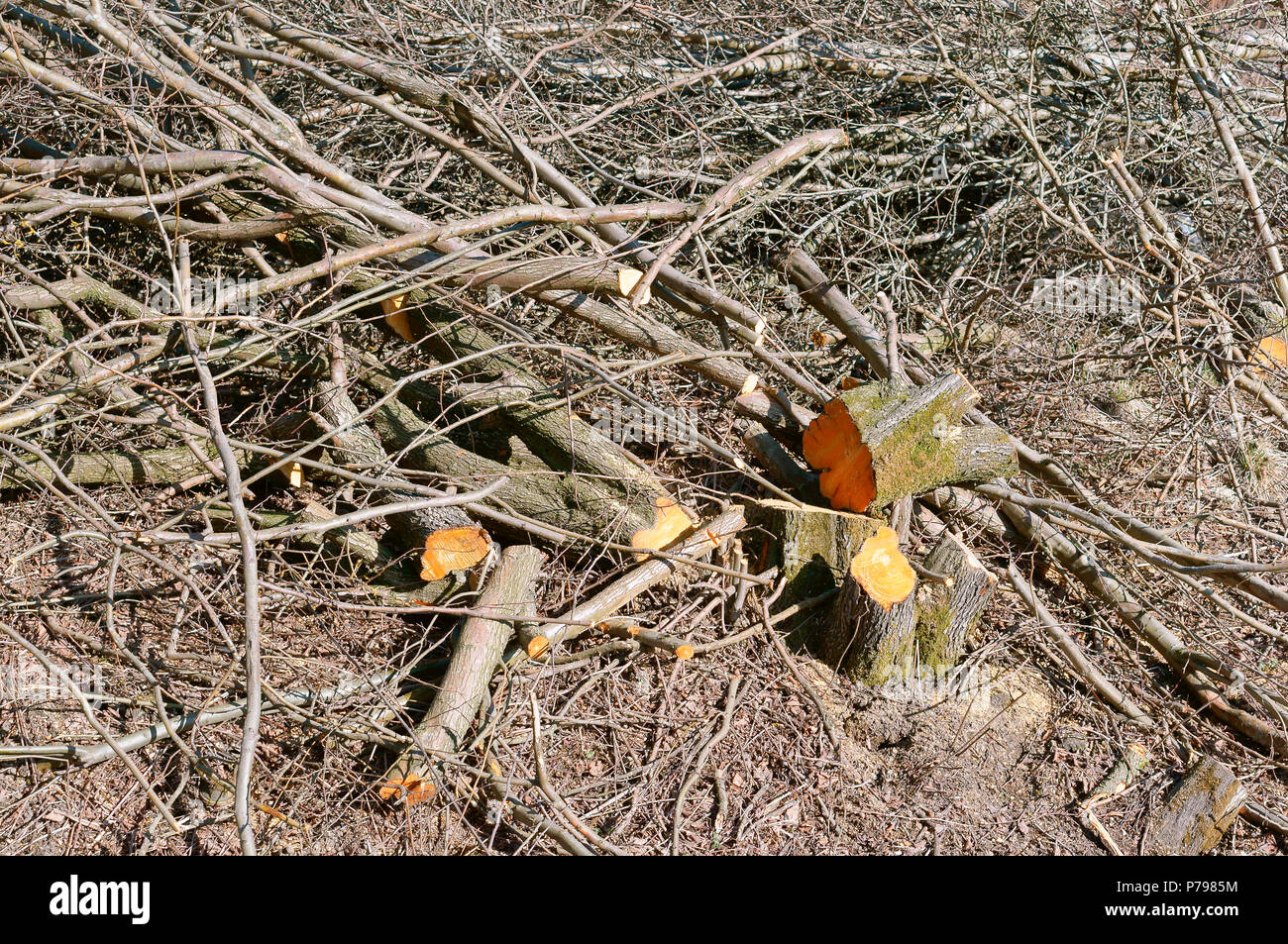 felled tree branches, felling, felled tree branches in the field ...