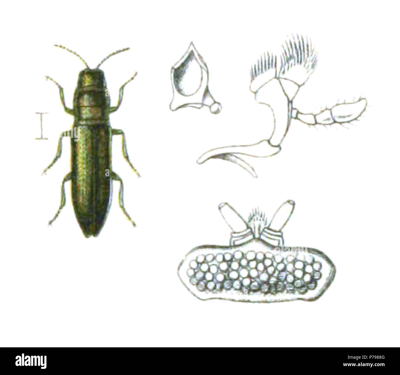 Aphanisticus hi-res stock photography and images - Alamy