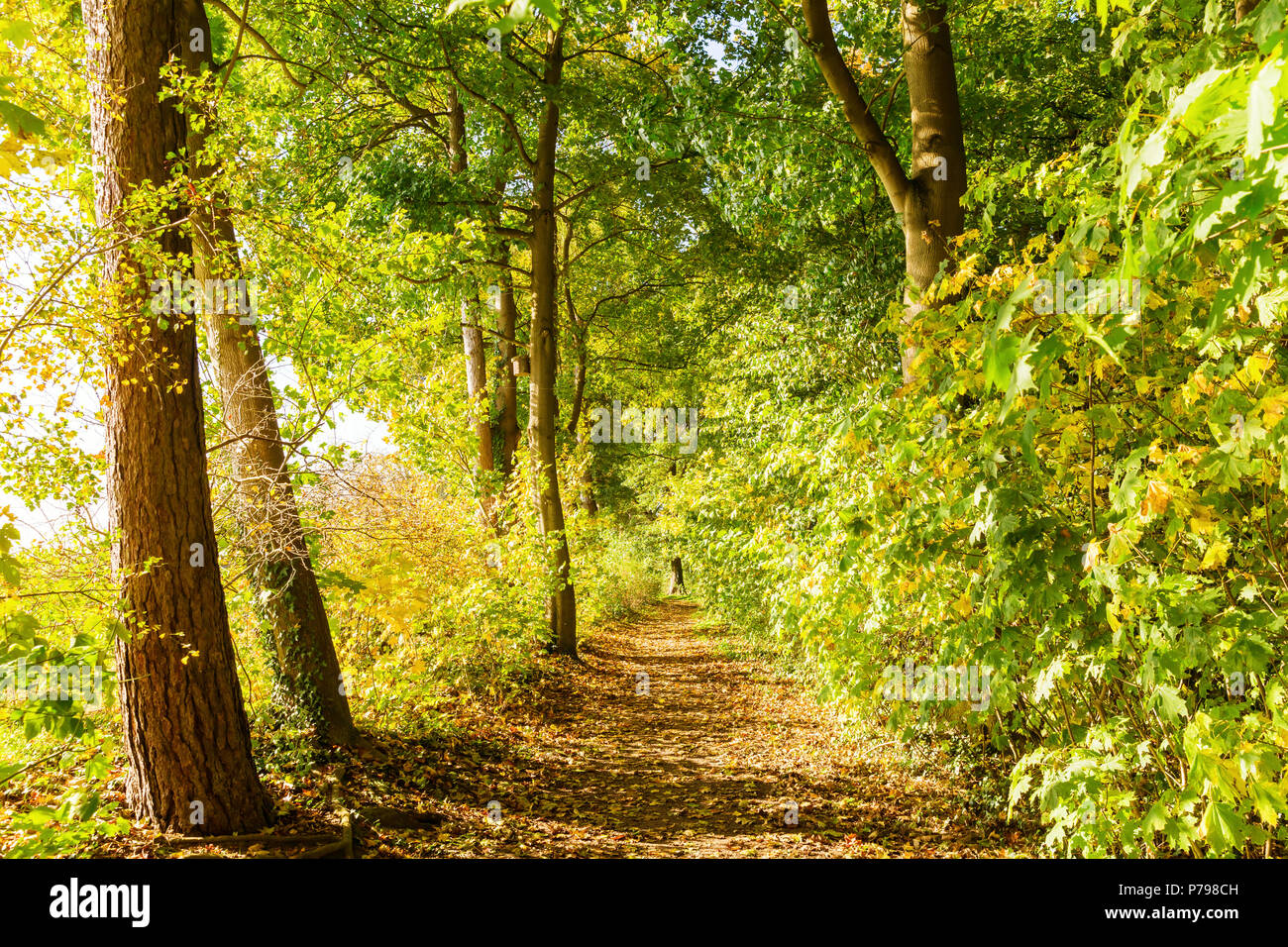 picture of a forest path with autumnal colored trees Stock Photo - Alamy