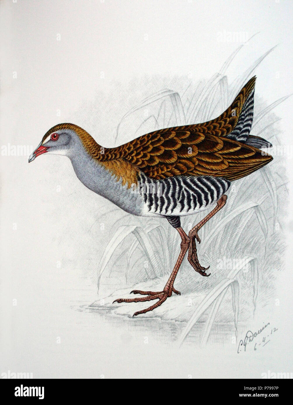 Egregia hi-res stock photography and images - Alamy