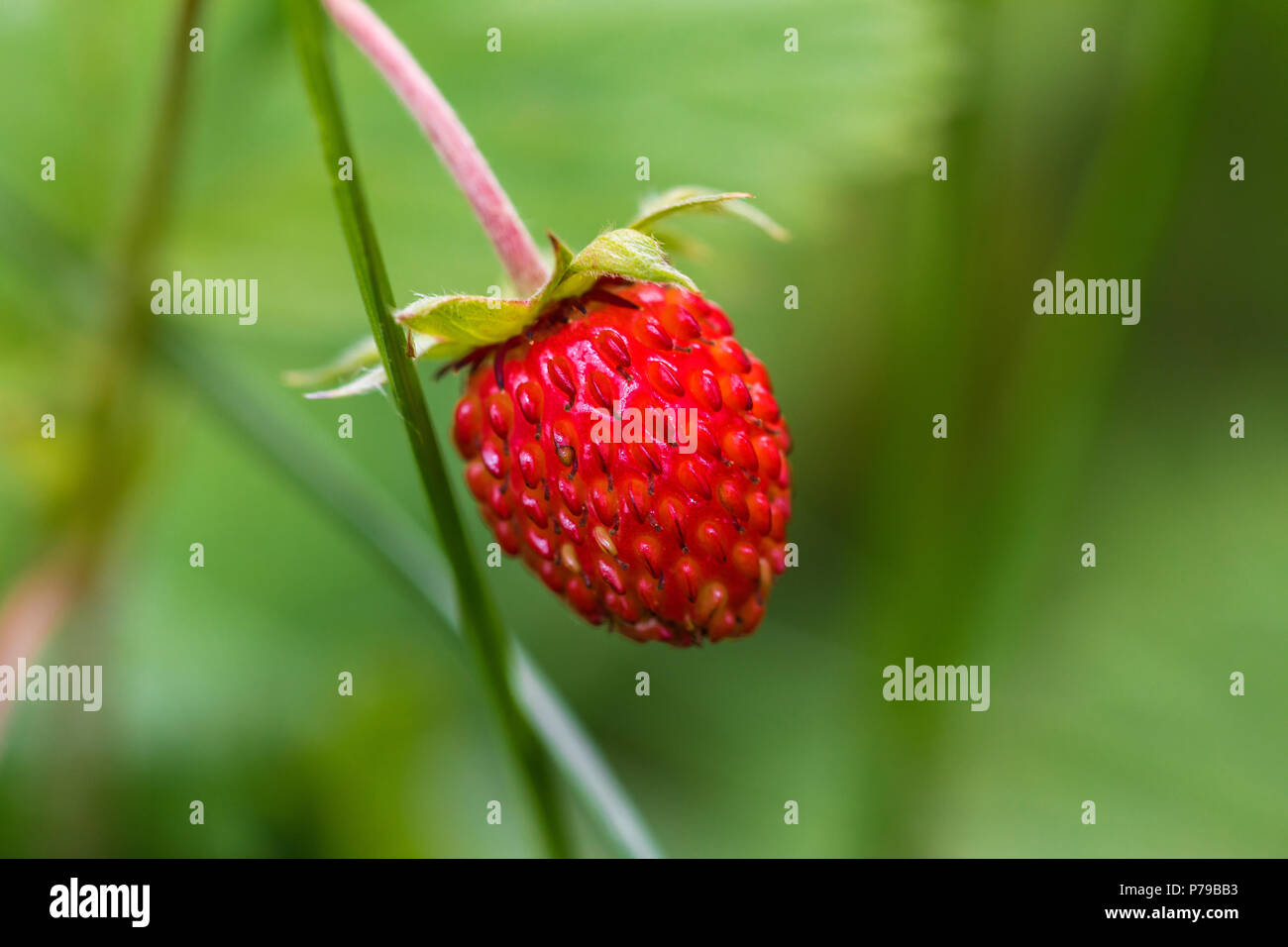 Red wild strawberry hi-res stock photography and images - Alamy